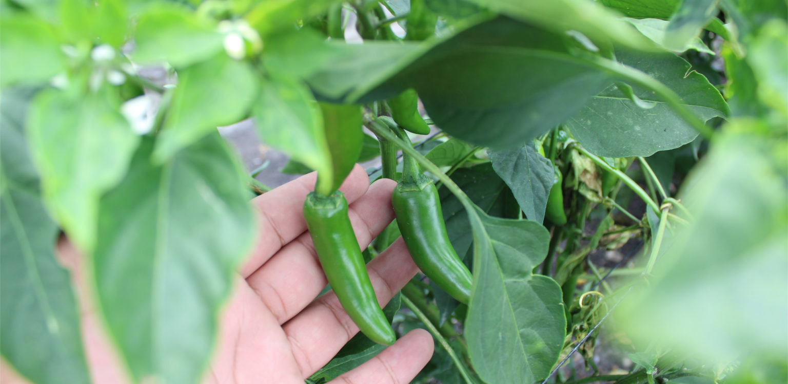 ¿Sabías estos datos sobre el chile? | MS Agros S.A. de C.V.